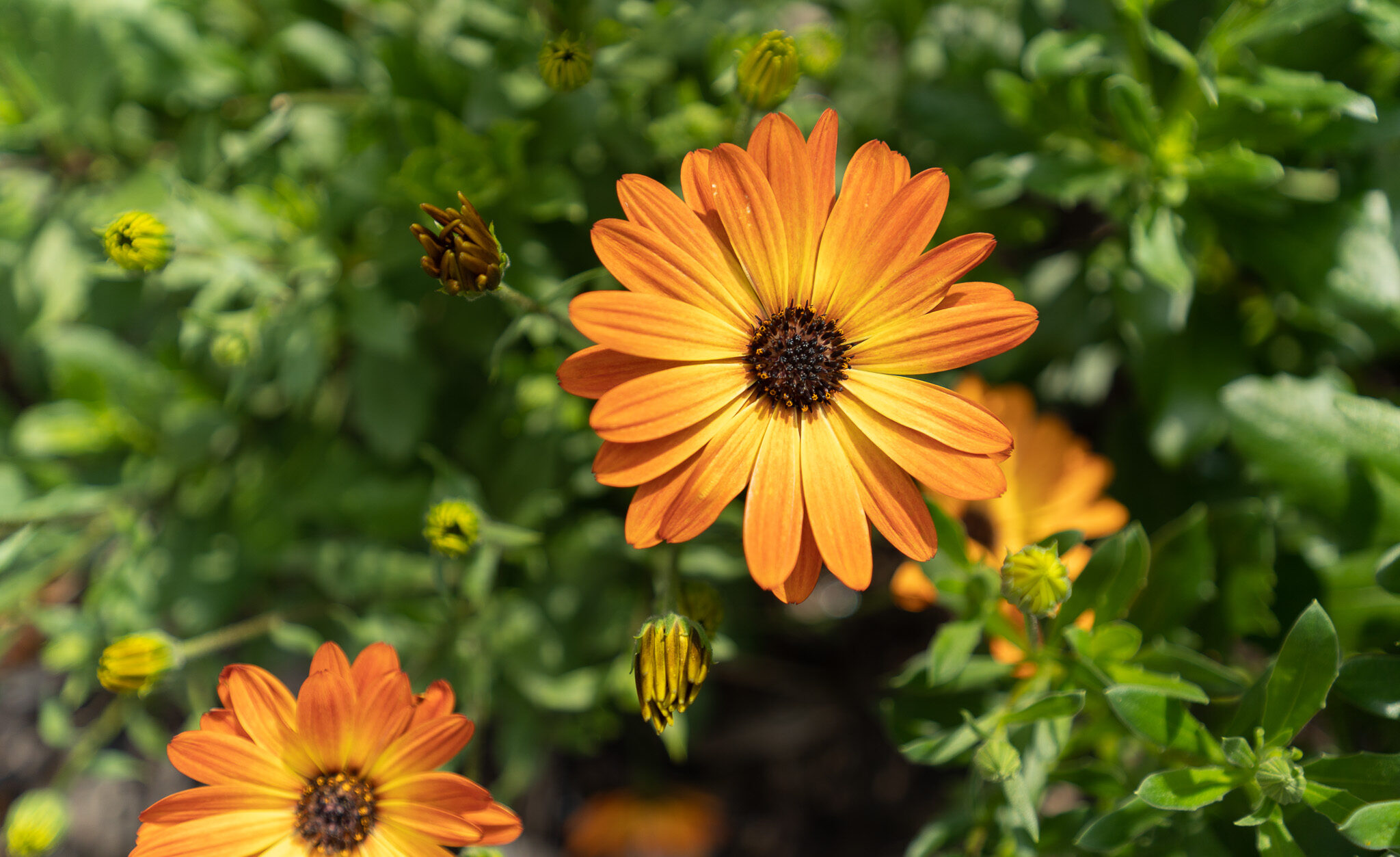 Raven in Bloom - our gardening competition is back! - Raven Housing Trust