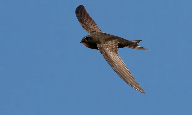 Surrey couple support Banstead swift population with our help - Raven ...