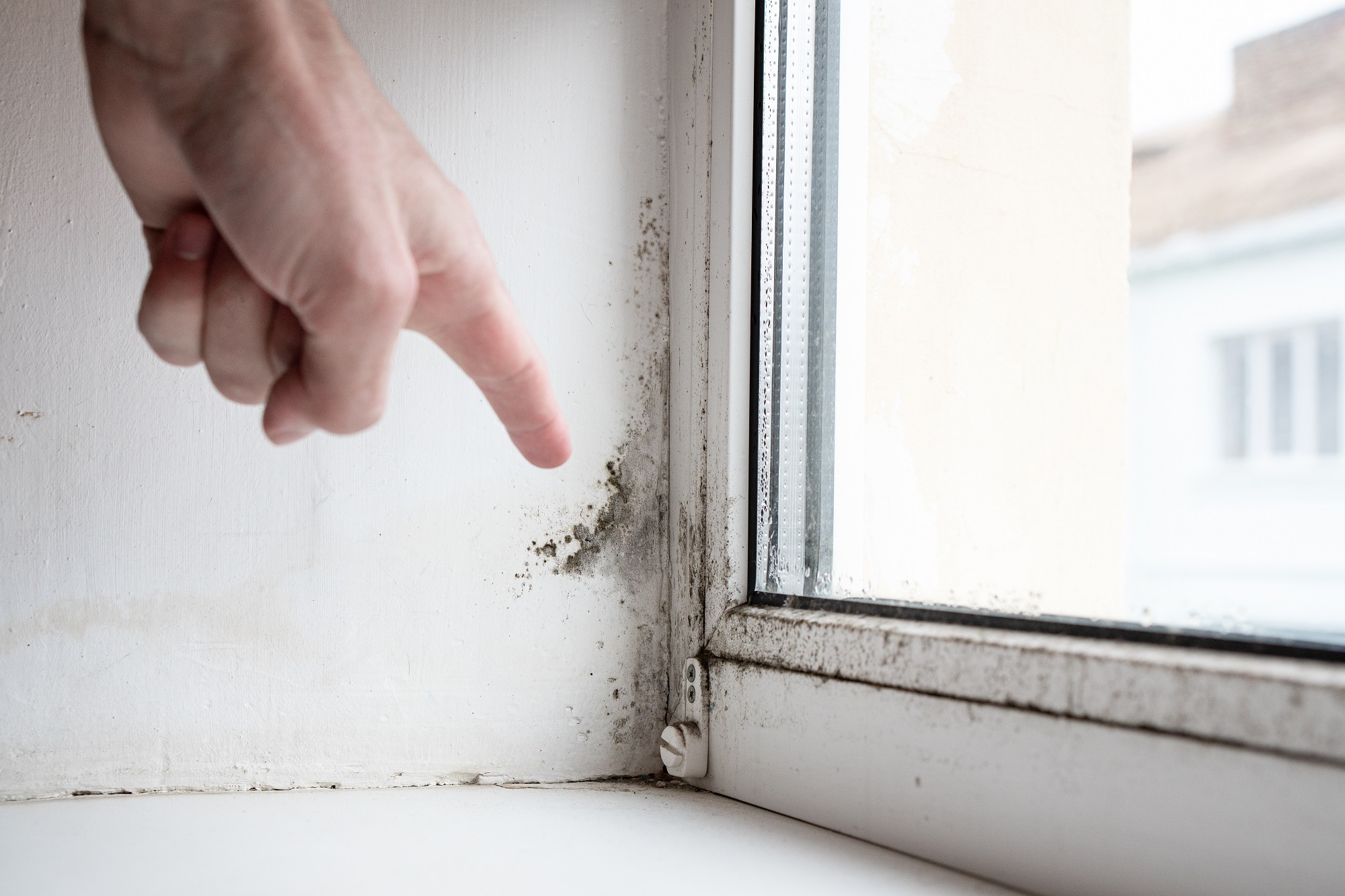 Working together to keep your home healthy - damp, mould and ...