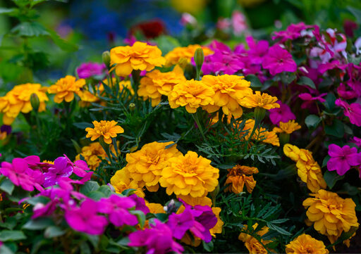 Celebrating our Raven in Bloom winners - Raven Housing Trust